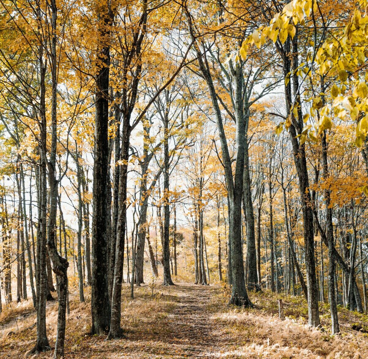 15 Fantastic Fall Colour Hikes Around Winnipeg