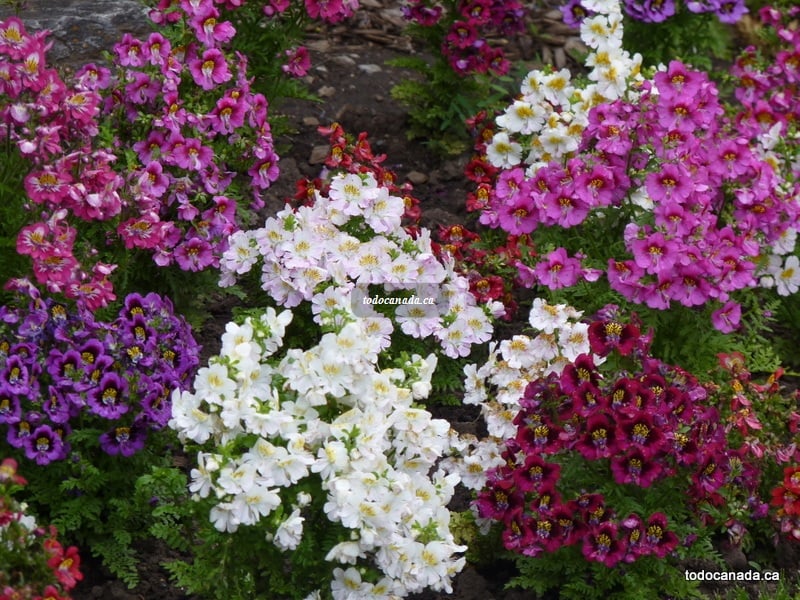 Reader Rock Garden Calgary