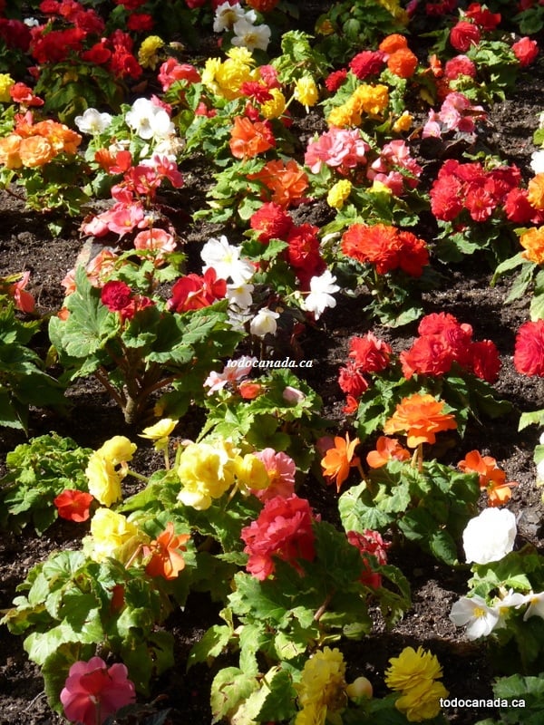 Reader Rock Garden Calgary