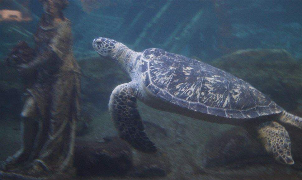 Marine Life : Sea Life Caverns & Sea Lions’ Rock