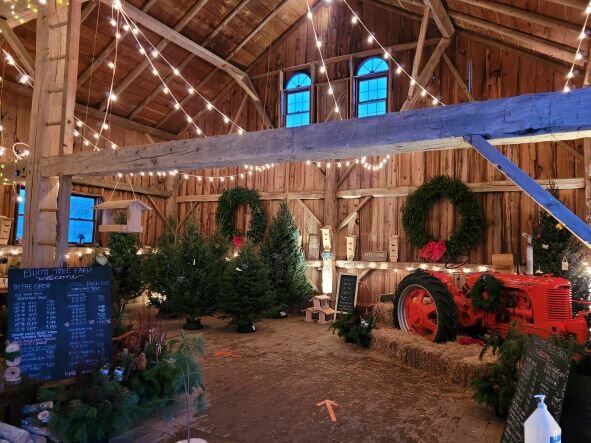 A Real Christmas Tree Experience