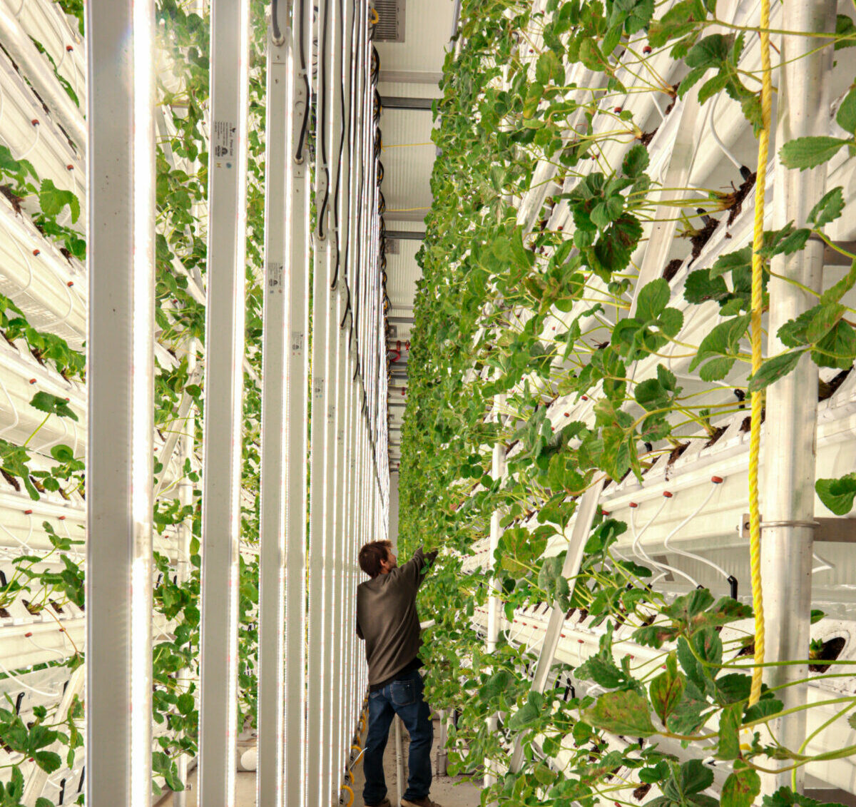 Largest Canadian Vertical Strawberry Farm With Plans to Reduce Imports ...