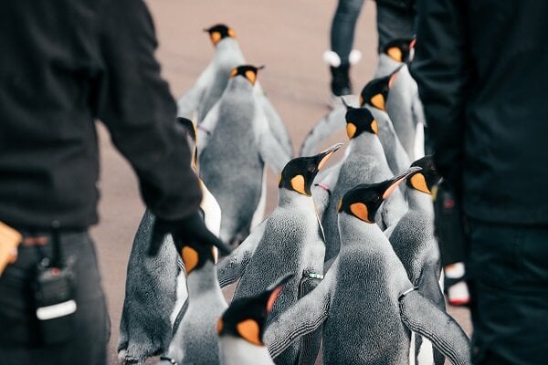 2026 Penguin Walk: Watch King Penguins Waddle Around Calgary Zoo ...
