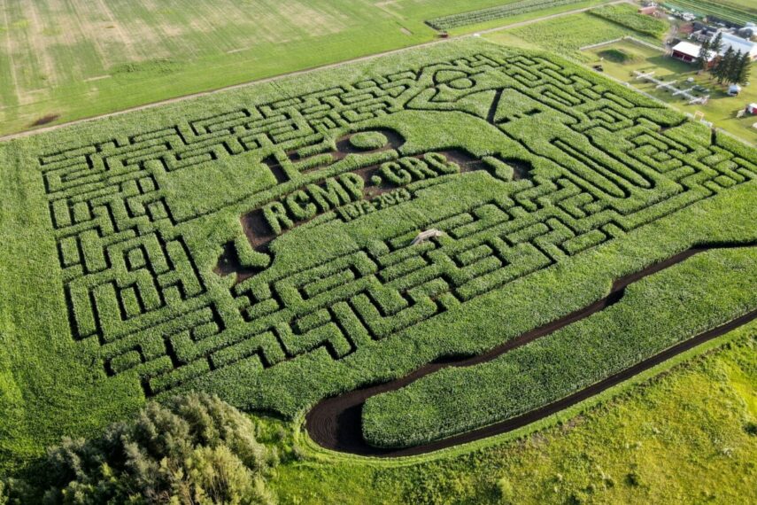 Edmonton Corn Maze