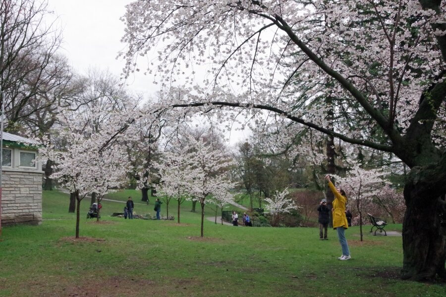 High Park Cherry Blossom Watch 2025: You Can Now Track the Bloom Status ...