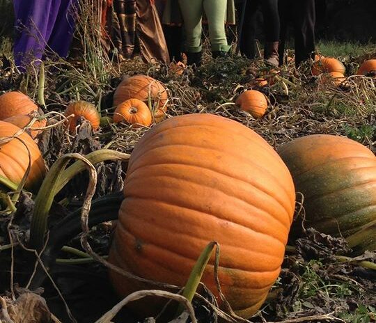 Haunted Pumpkin Patch