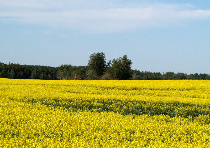 Outdoor Summer Adventures in the Parkland Region