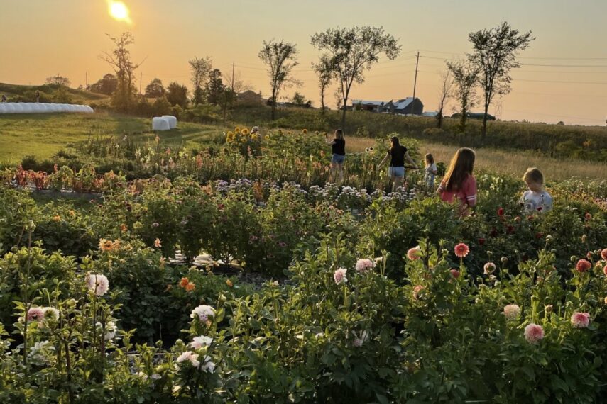 Heritage Blooms U Pick Flower Farm | Heritage Cattle Co., 3333 Highway ...