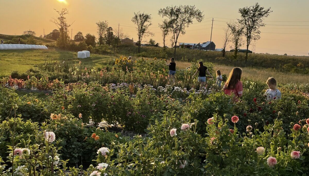 Heritage Blooms U Pick Flower Farm