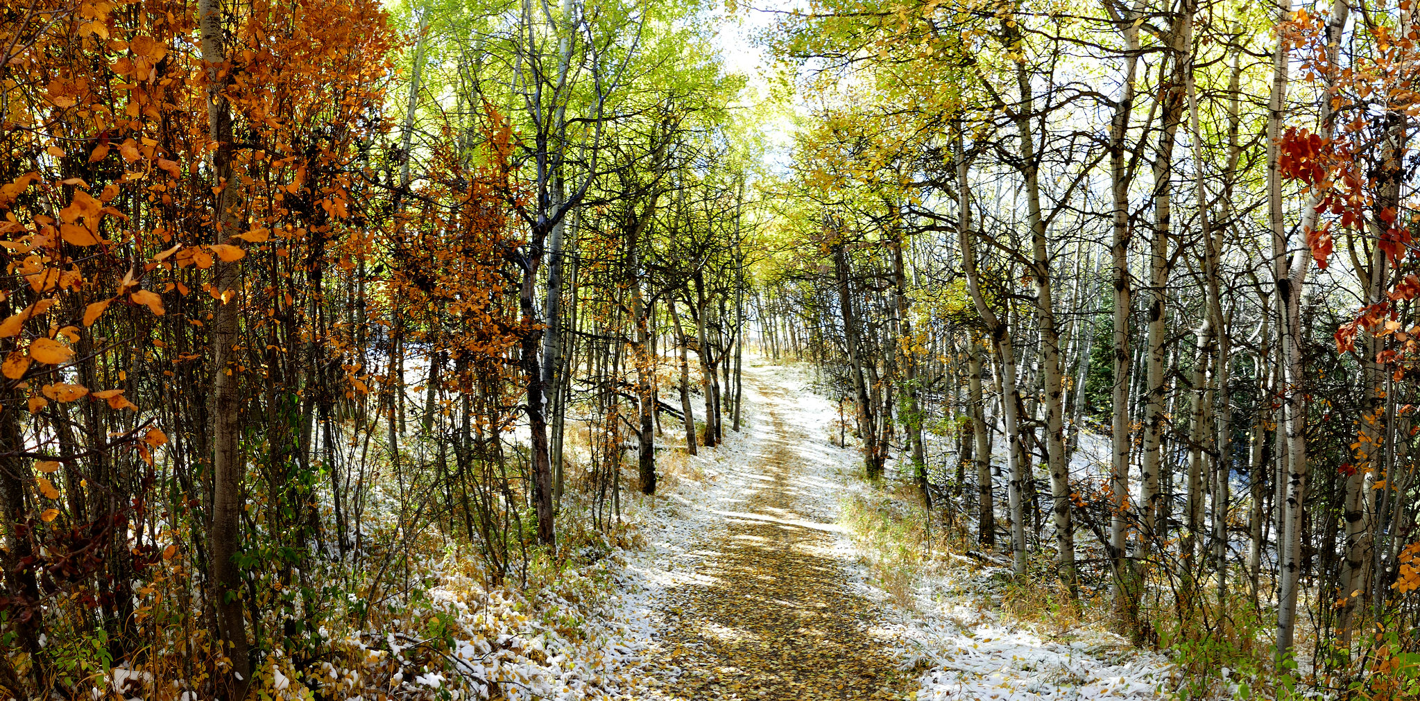 City of Calgary Guidelines for Using City Parks and Pathways