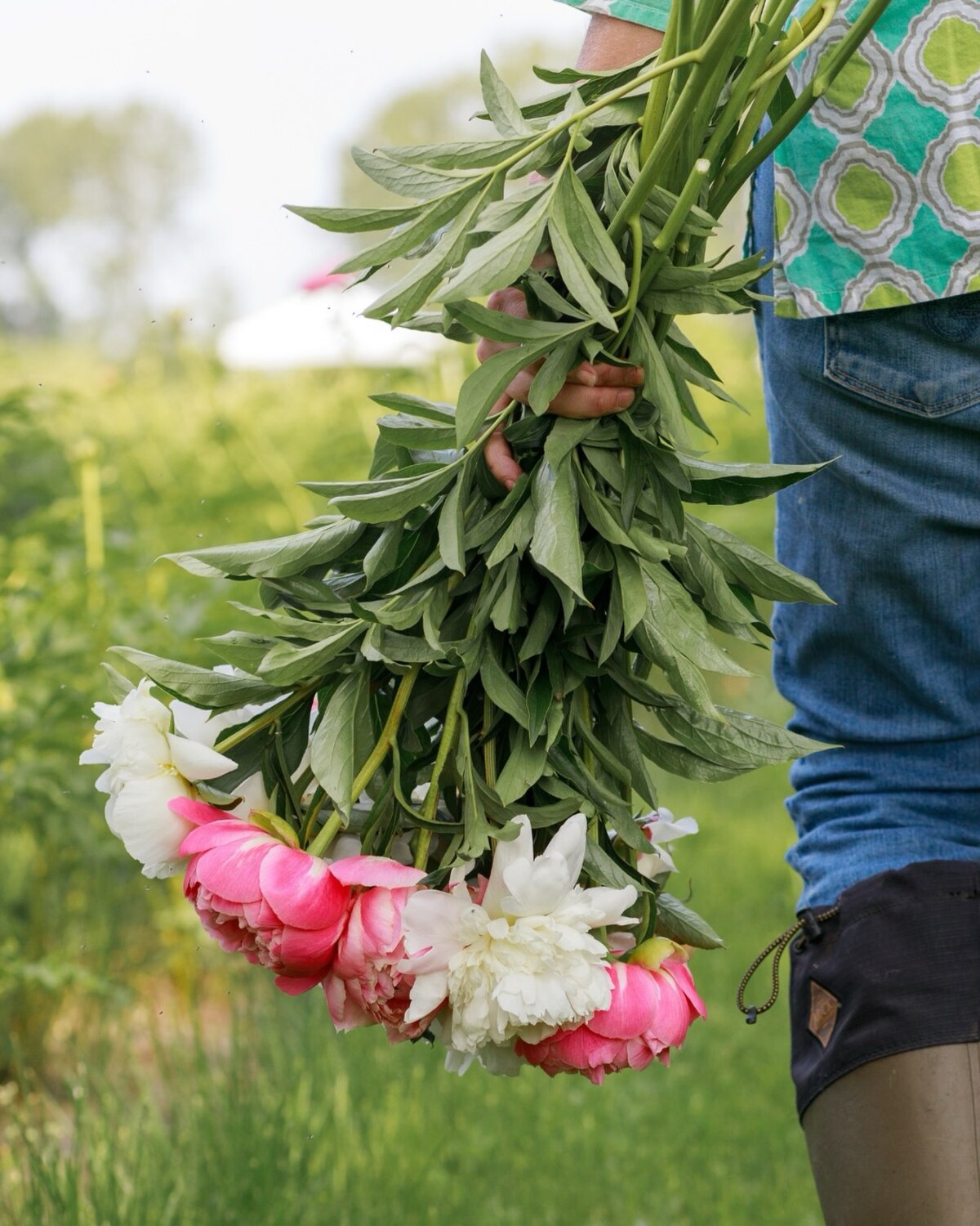 Fleur de Roy – Ontario’s Largest Pick-Your-Own Peony Garden
