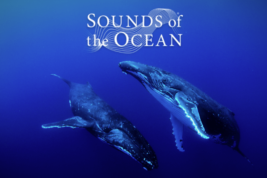 Sounds of the Ocean at Arcadia Earth!