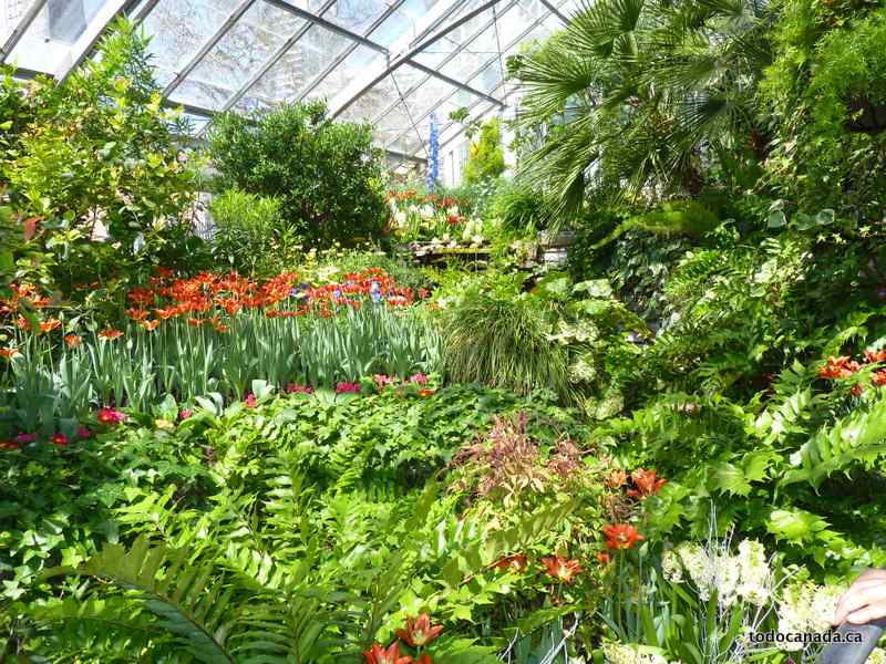 Allan Gardens Conservatory