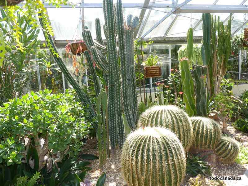 Allan Gardens Conservatory