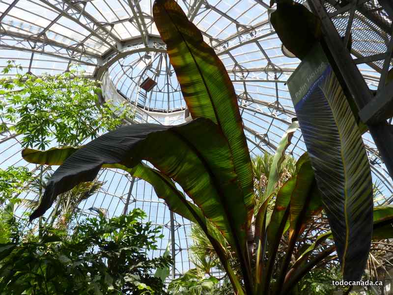 Allan Gardens Conservatory