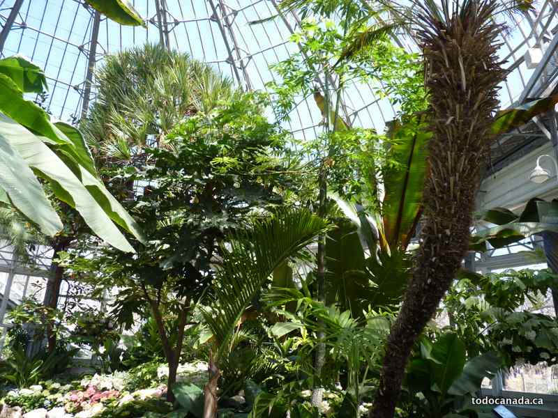 Allan Gardens Conservatory