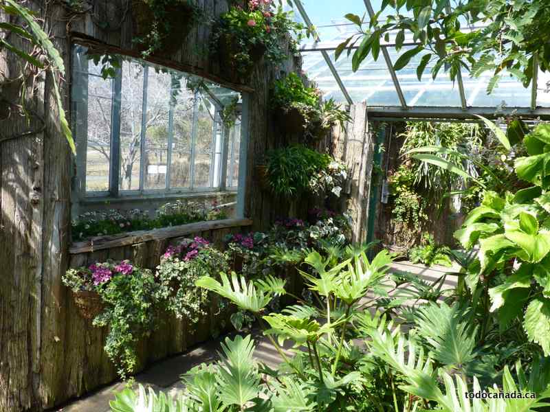 Allan Gardens Conservatory