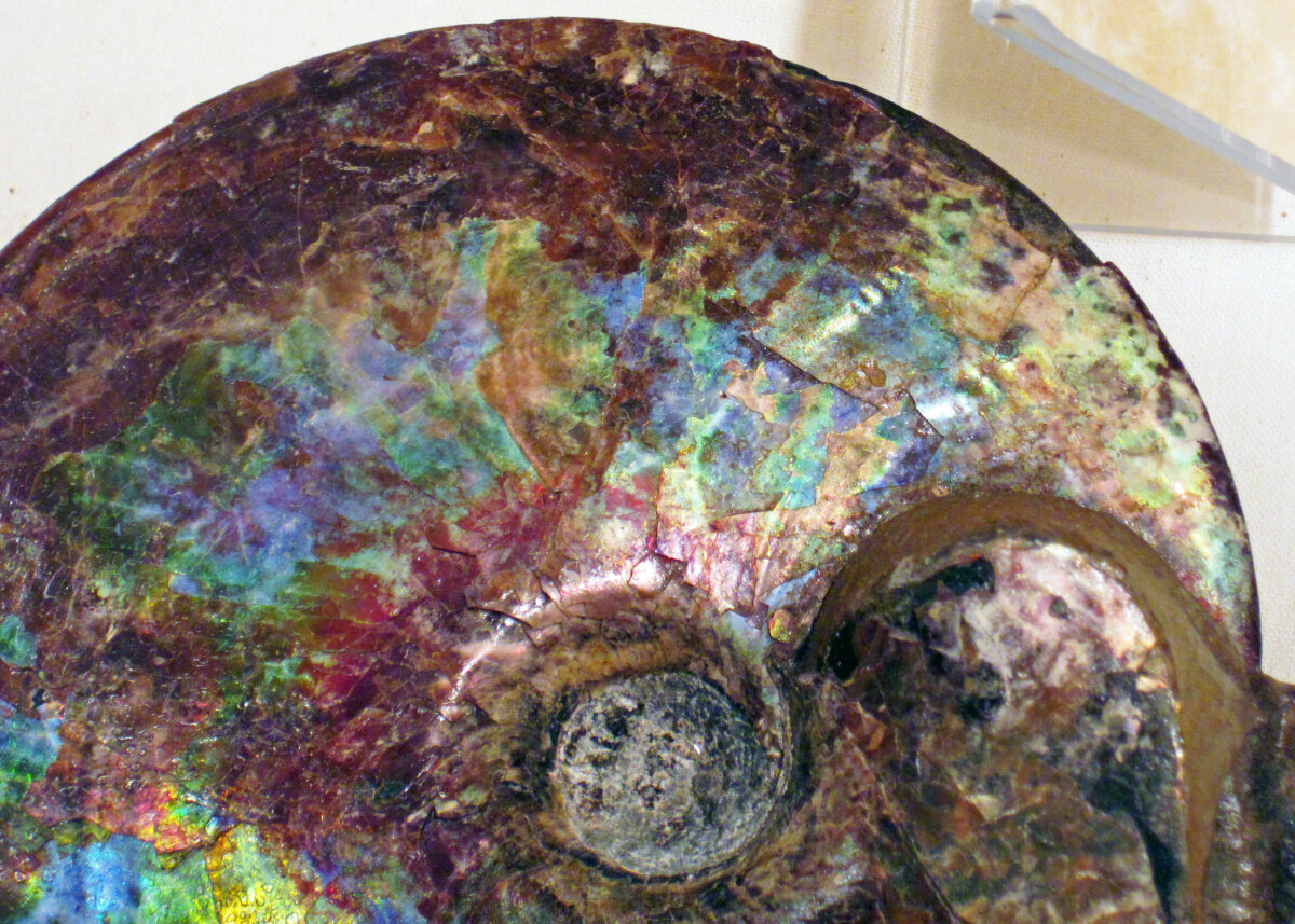 Alberta to Name Ammolite as its Official Gemstone