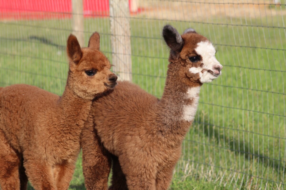 Farms Near Edmonton to Visit During Alberta Open Farm Days