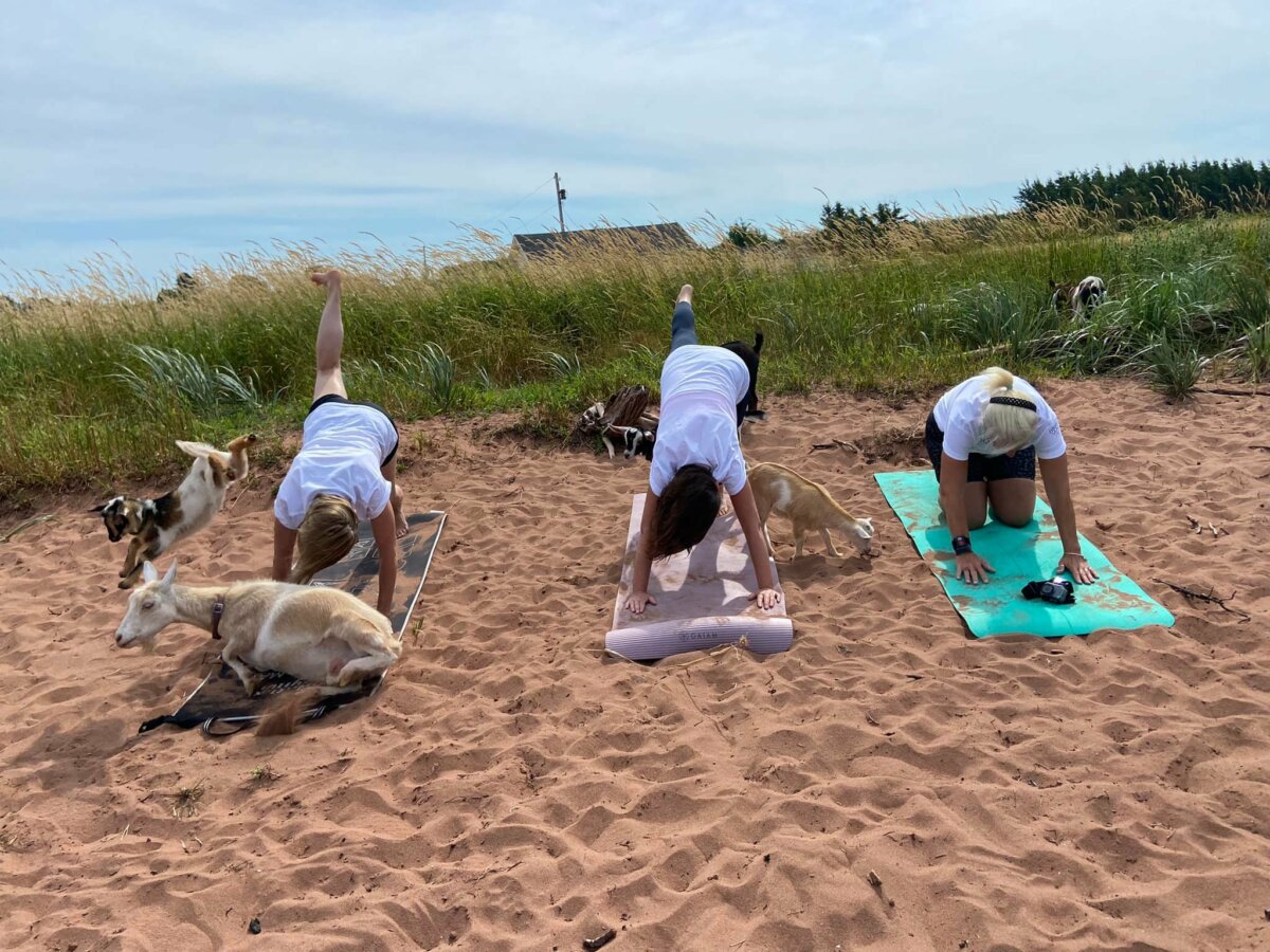 Beach Goats: Visit PEI’s South Shore For a Fun Day at the Beach With ...