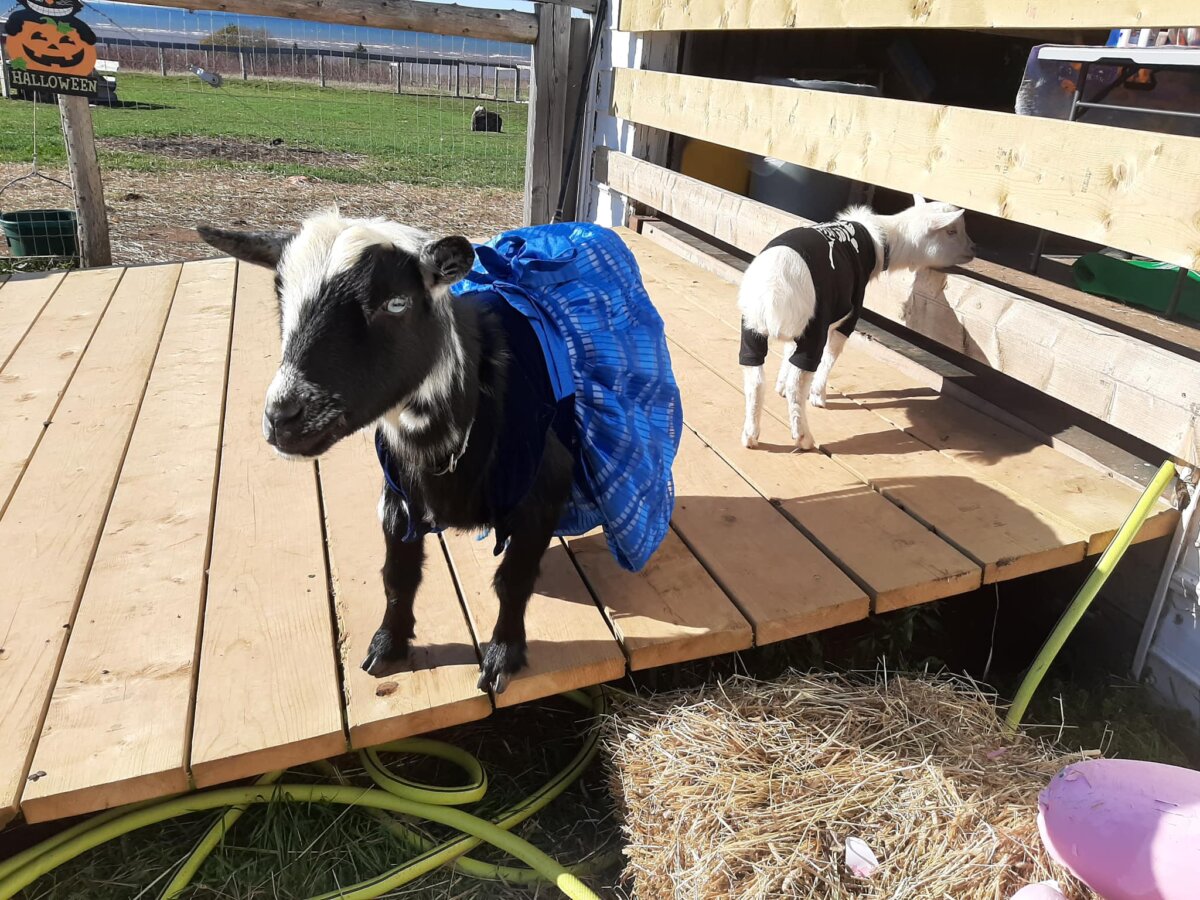 Beach Goats: Visit PEI’s South Shore For a Fun Day at the Beach With ...