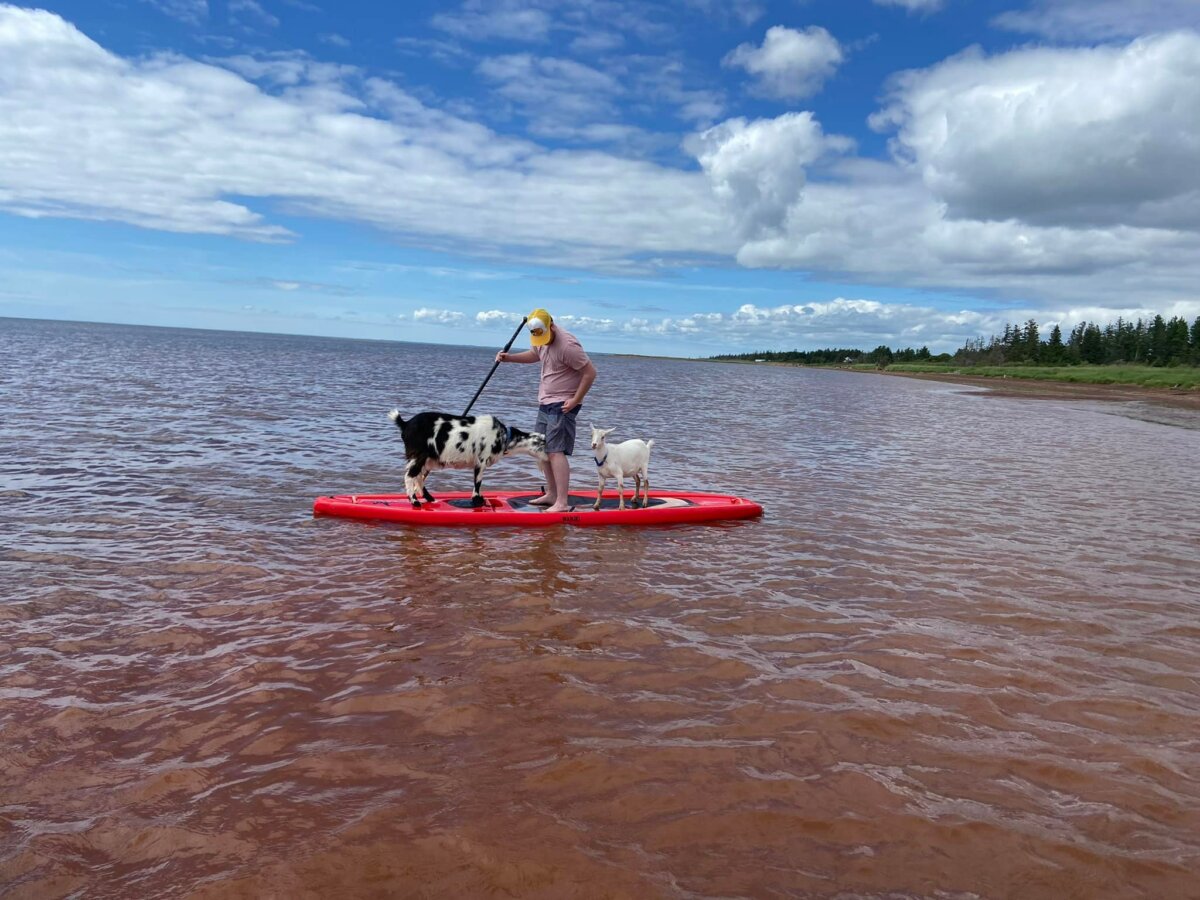 Beach Goats: Visit PEI’s South Shore For a Fun Day at the Beach With ...