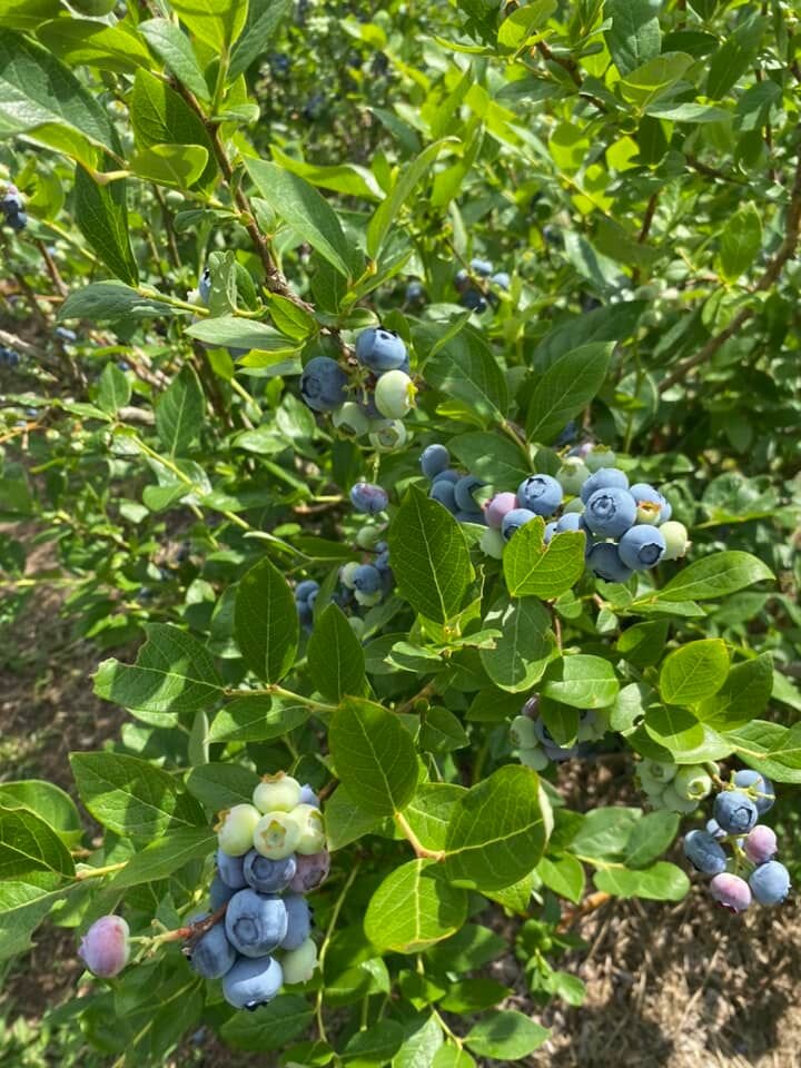 U-Pick: Places to Go Berry Picking Around London | To Do Canada