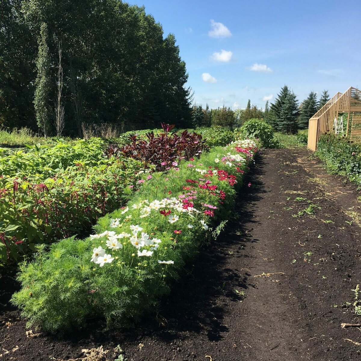 Summer Fun Guide Edmonton 2025: 100+ Things to Do This Summer in Edmonton