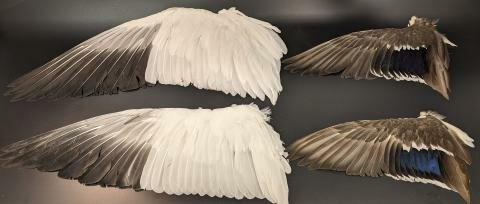 Bird Wing Preparation Workshop