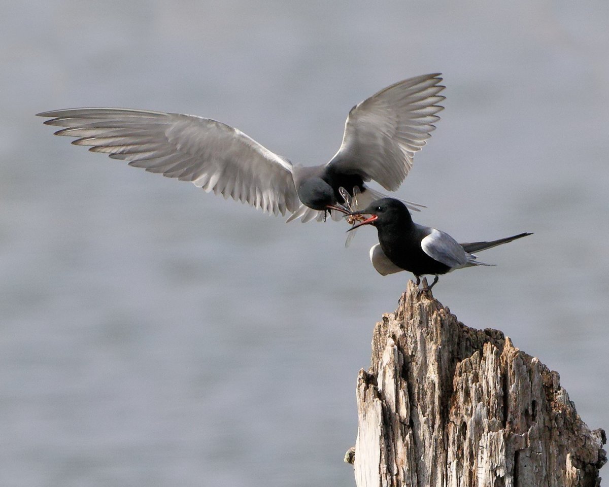 50+ Bucket List Ideas for Summer in Ontario