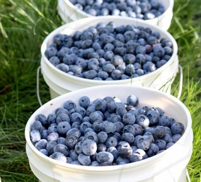 U-Pick: Places to Go Berry Picking Around London