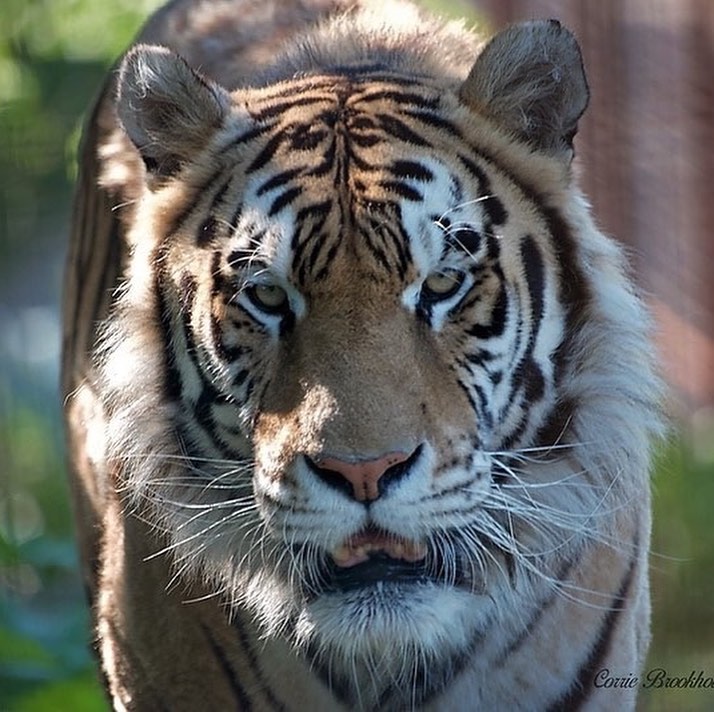 Brant-Brantford Twin Valley Zoo is Open for 2020 Season