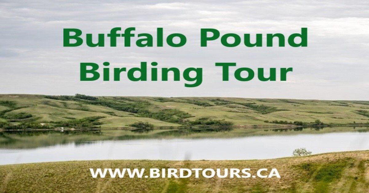 Buffalo Pound Park Birdwatching Tour