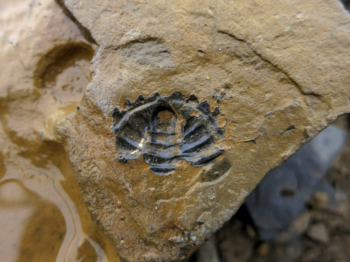 Guided Burgess Shale Fossil Hikes: Explore Restricted UNESCO Sites in ...
