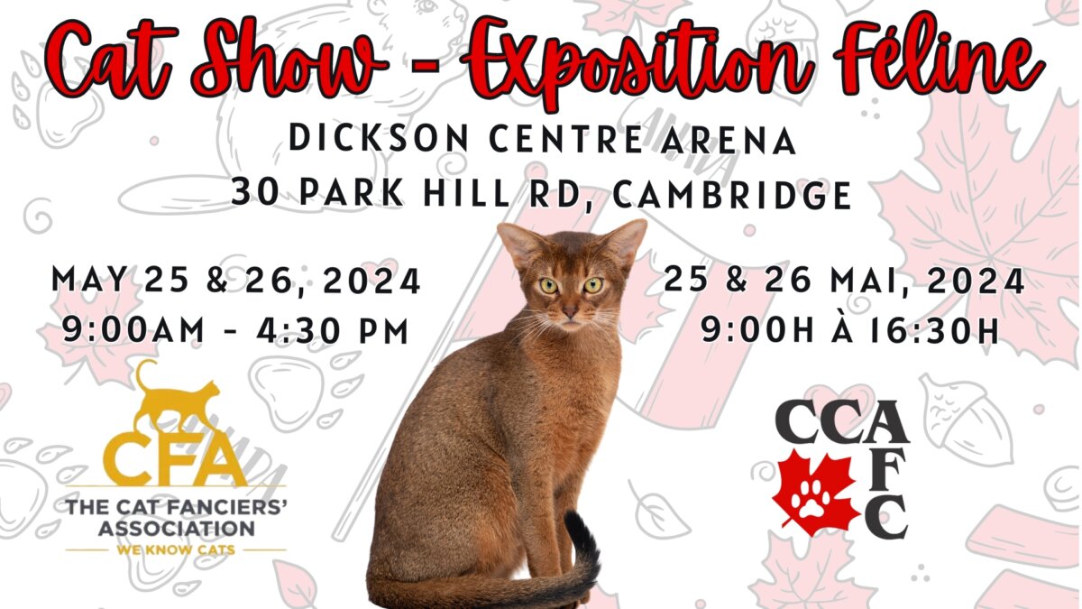 Cambridge Cat Show