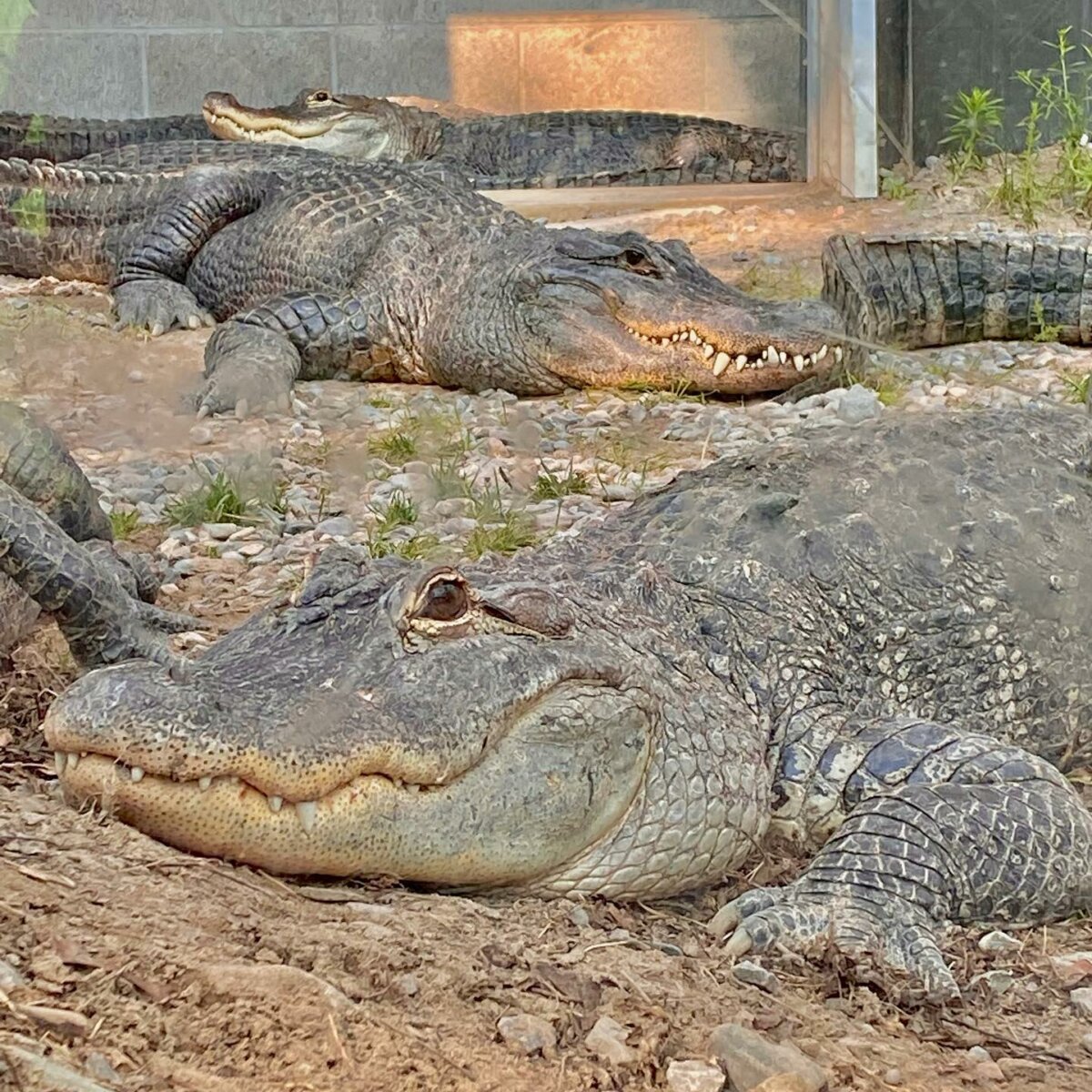 Drive Thru: Reasons to Visit Canada’s Dinosaur Park Near Toronto