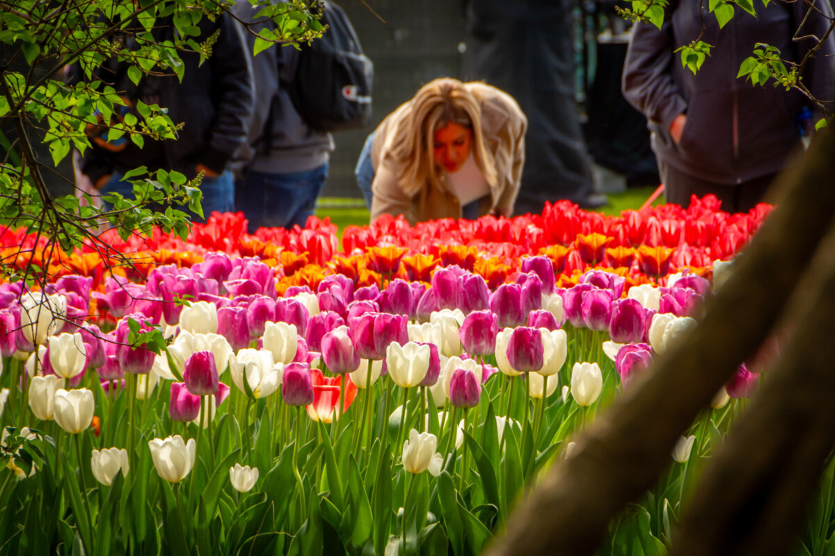 What to Expect at the 2025 Canadian Tulip Festival in Ottawa – Canada’s ...
