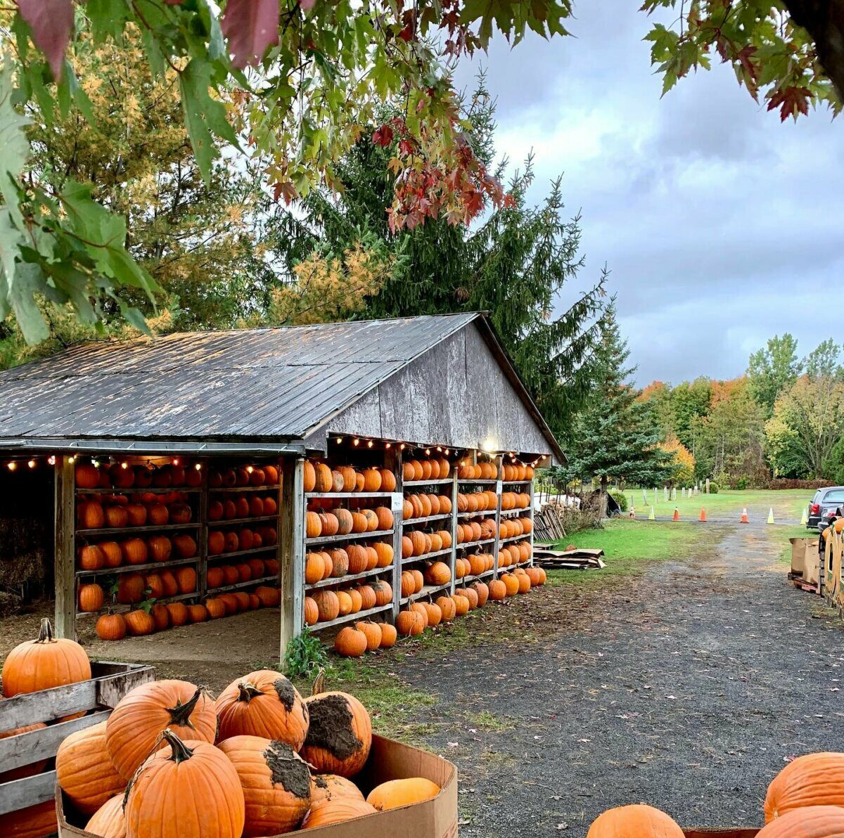 Acres of Terror: Take a Wagon Ride Through 60 Acres of Terrifying ...