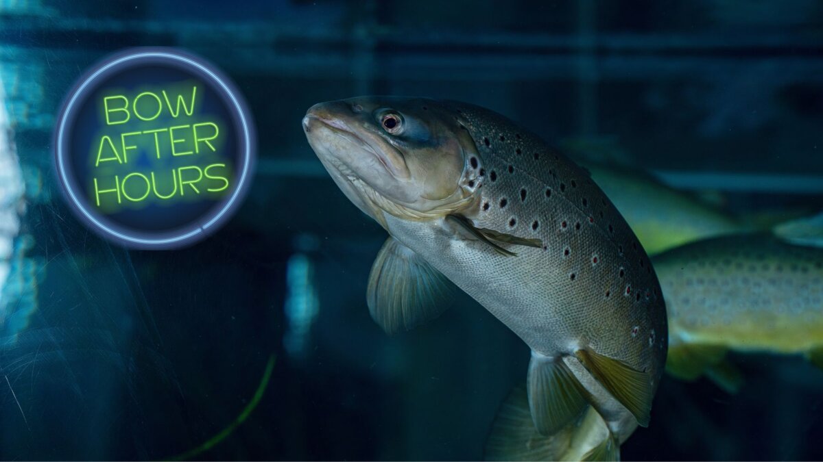 Bow After Hours – Gettin’ Fishy With It