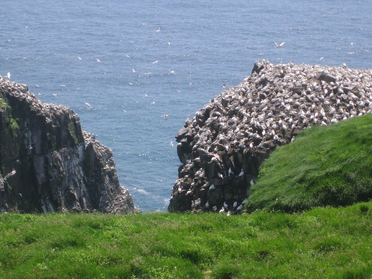 Cape St. Mary’s Ecological Reserve: Make the Best of Your Trip to This ...