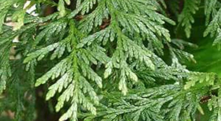 Cedar, Sage & Sweetgrass