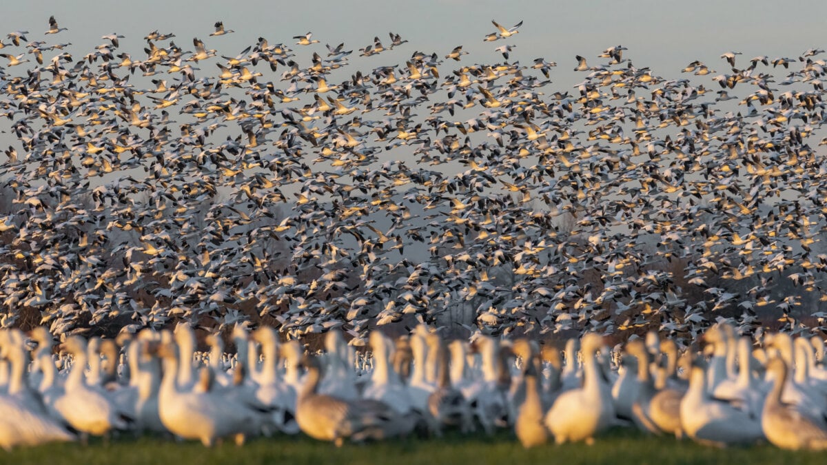 Celebrate Spring Migration at Snow Goose Festival Near Edmonton ...