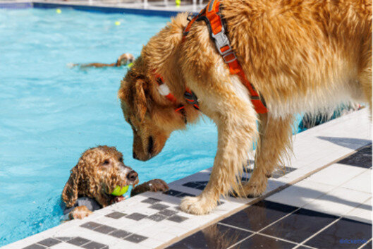 Lakeview Dog Dip