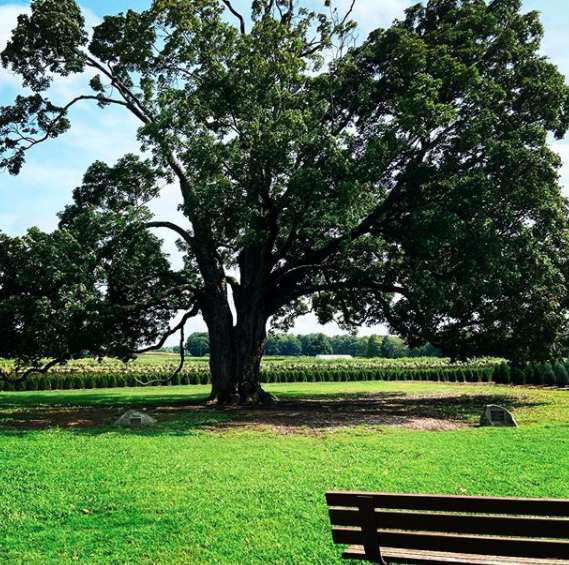The Comfort Maple – Canada’s Oldest Sugar Maple Tree