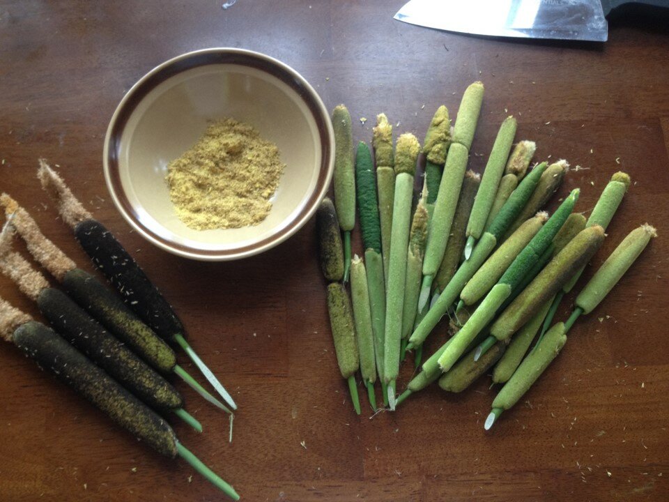 Cooking with Cattails