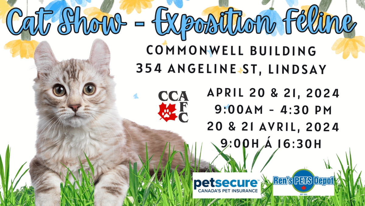 Lindsay CCA-AFC Cat Show