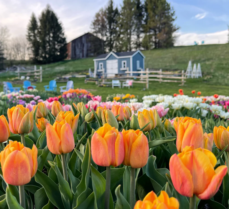 Get Tickets Now to Pick Your Own Tulips At This Greater Toronto Area ...