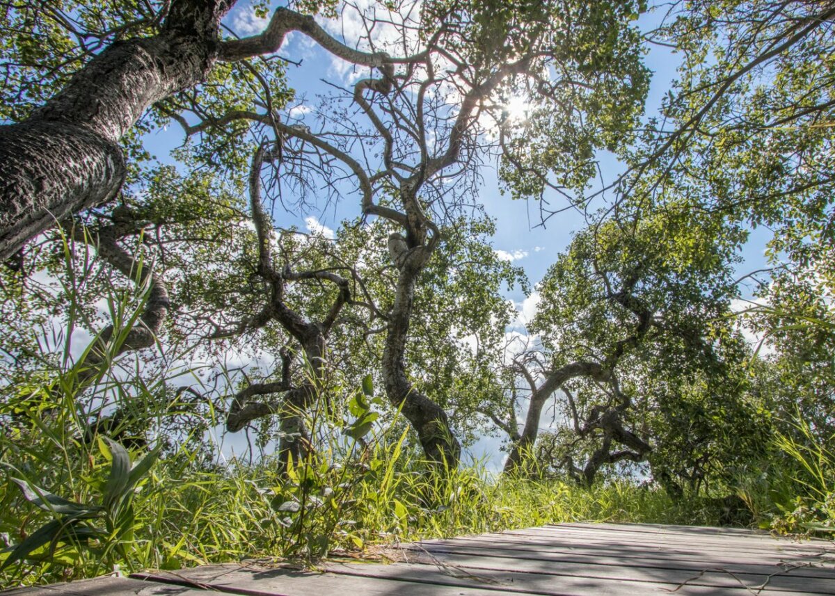 Saskatchewan’s Crooked Bush: A Natural Wonder of Twisted Aspens ...
