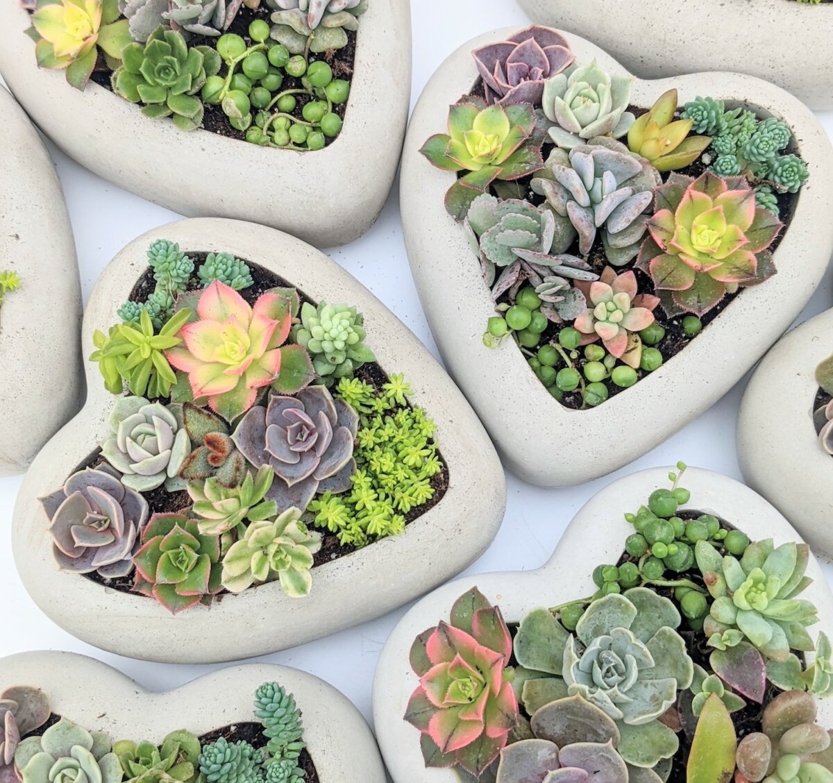 Sip & Succulent Workshop