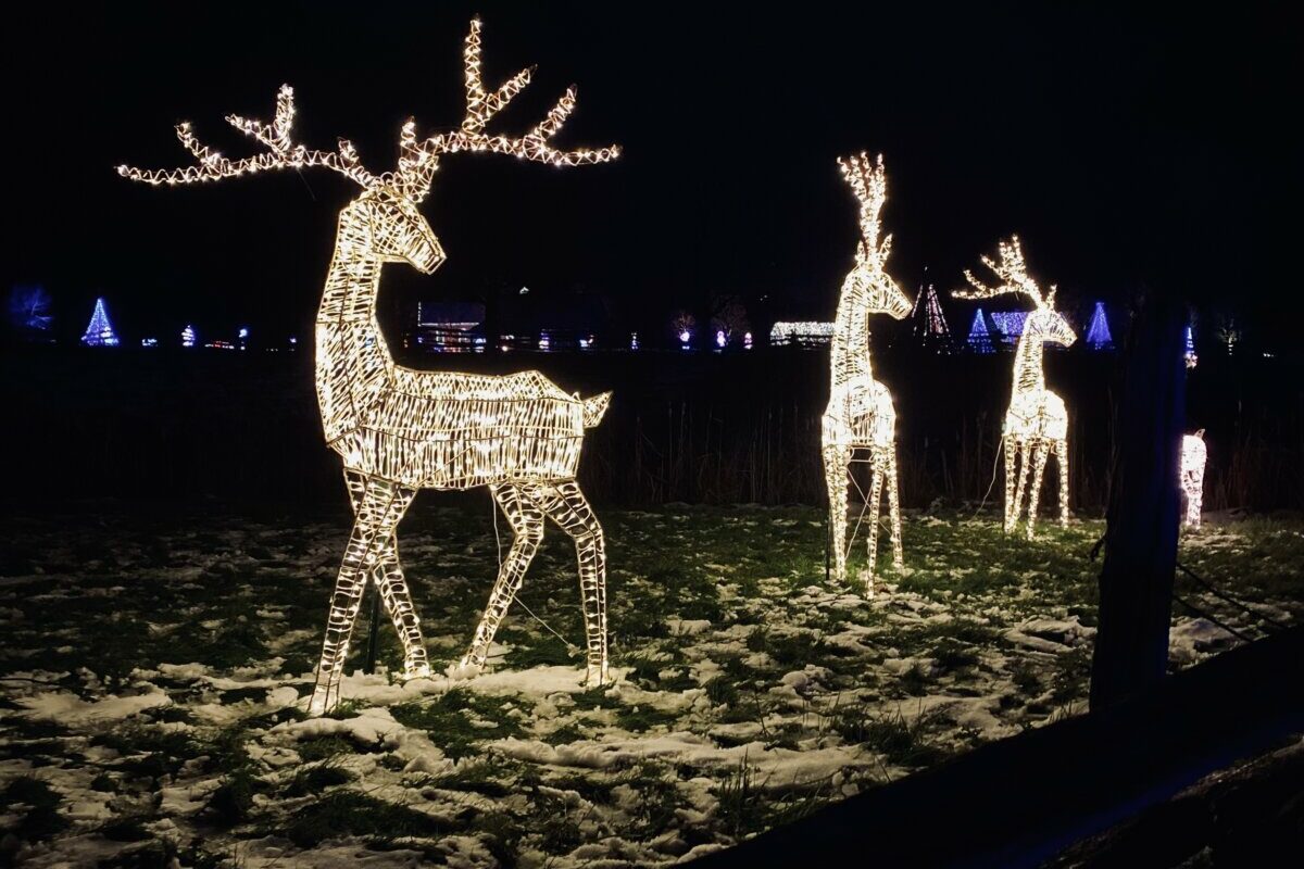 Country Bright: Visit This Fabulous Christmas Light Festival In Support ...